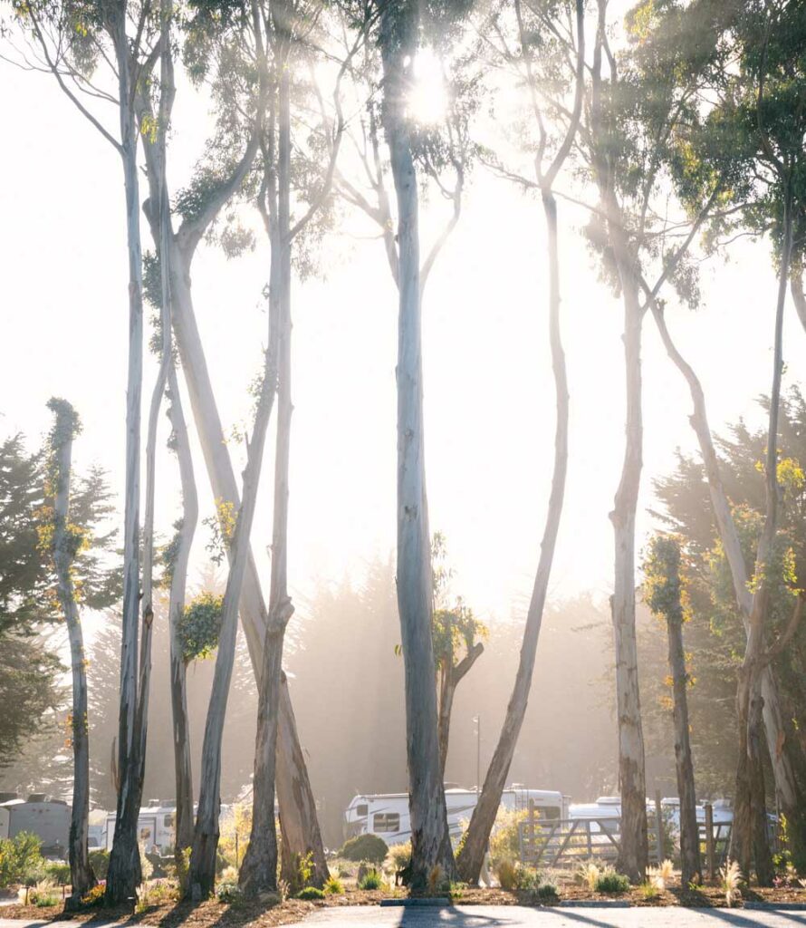 RV Sites & Tent Camping | Costanoa